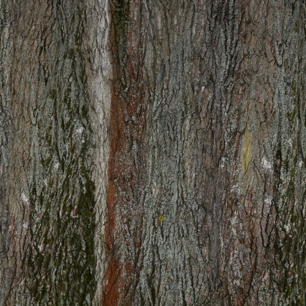 trunk texture 0006 - Texturelib