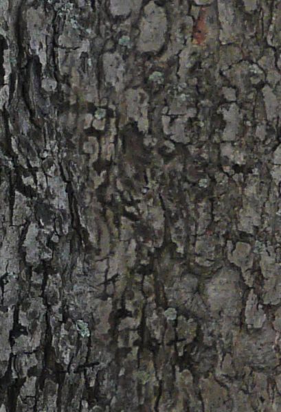 trunk texture 0007 - Texturelib
