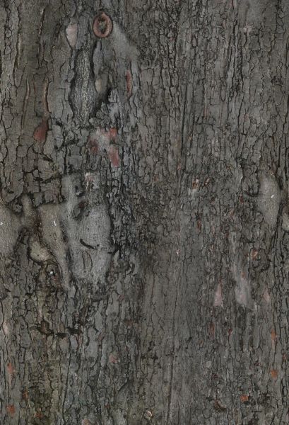 trunk texture 0007 - Texturelib