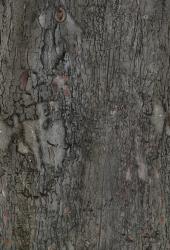 trunk textures - Texturelib