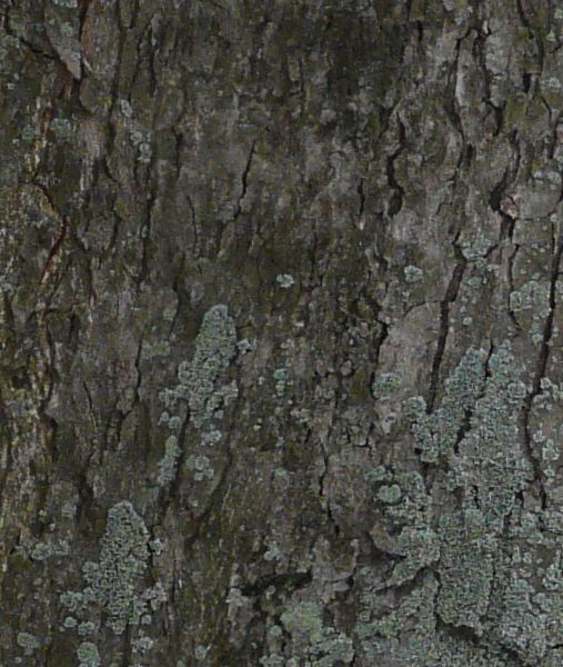 trunk texture 0008 - Texturelib