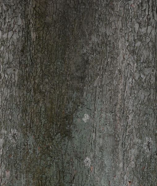 trunk texture 0008 - Texturelib