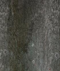 trunk textures - Texturelib