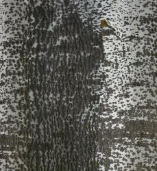 trunk textures - Texturelib