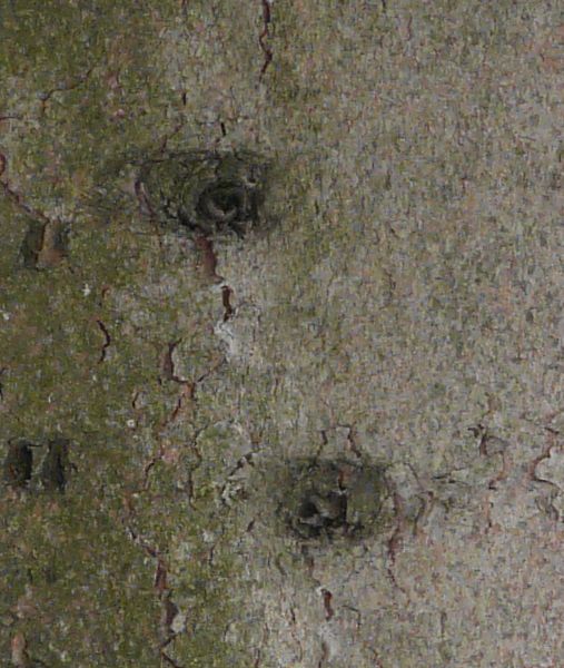 trunk texture 0010 - Texturelib