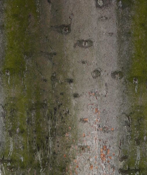 trunk texture 0010 - Texturelib