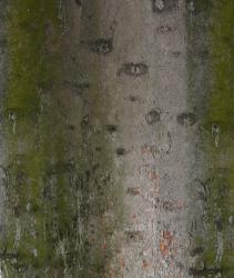 trunk textures - Texturelib