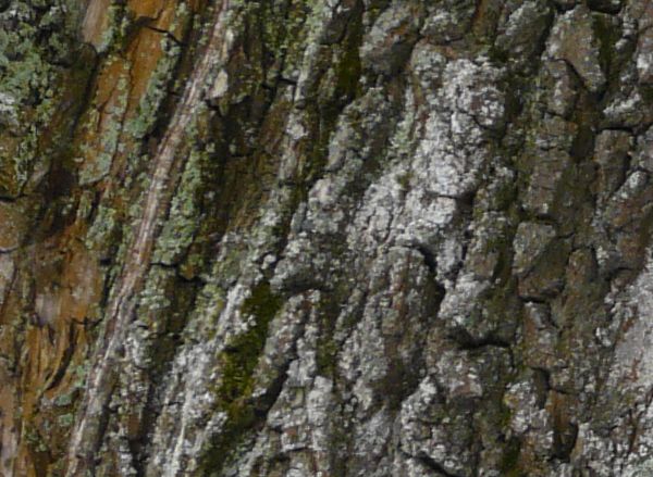 trunk texture 0011 - Texturelib