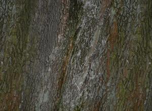 trunk textures - Texturelib