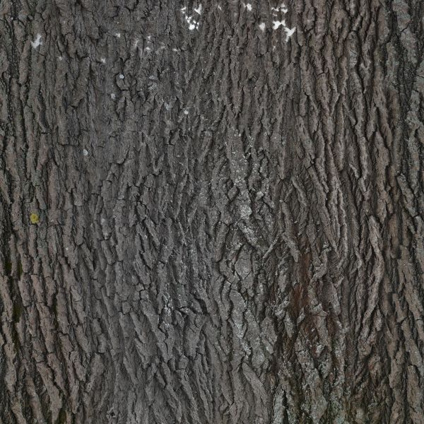 trunk texture 0014 - Texturelib