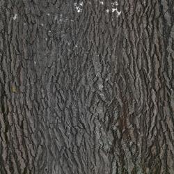 trunk textures - Texturelib