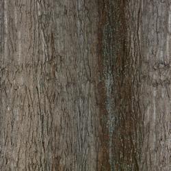 trunk textures - Texturelib
