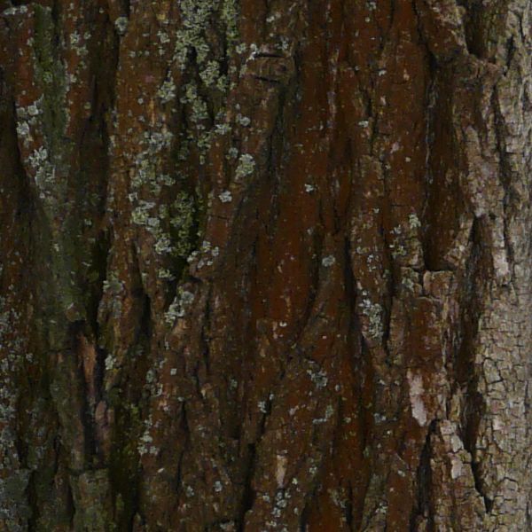 trunk texture 0016 - Texturelib