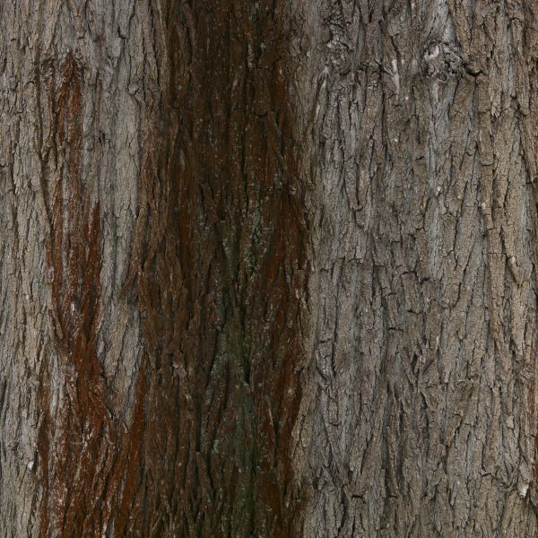 trunk texture 0016 - Texturelib