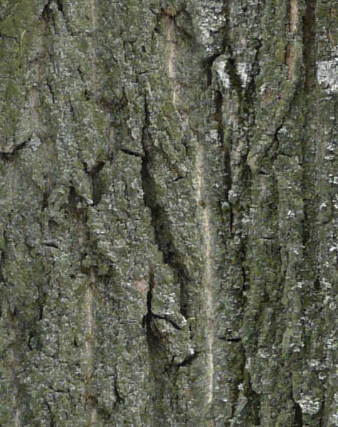 trunk texture 0018 - Texturelib