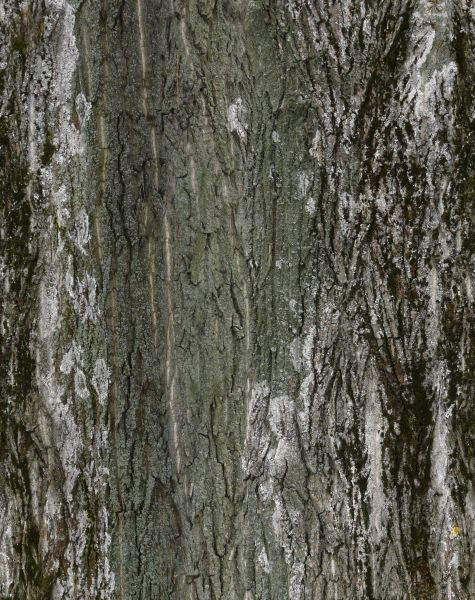 trunk texture 0018 - Texturelib