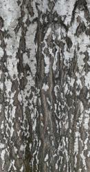 trunk textures - Texturelib