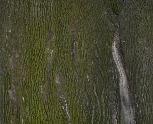 trunk textures - Texturelib