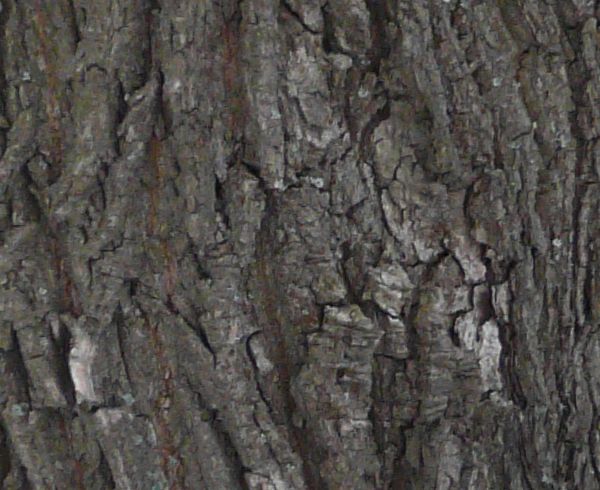trunk texture 0024 - Texturelib