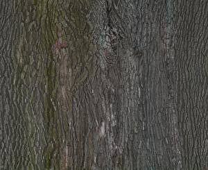 trunk textures - Texturelib