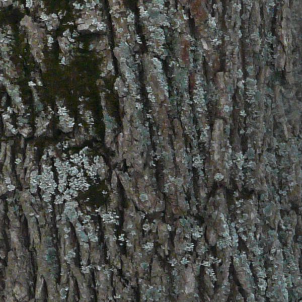 trunk texture 0025 - Texturelib
