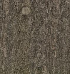 trunk textures - Texturelib