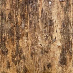 trunk textures - Texturelib