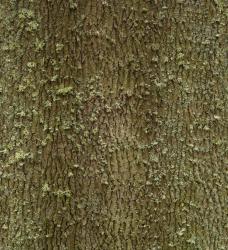 trunk textures - Texturelib