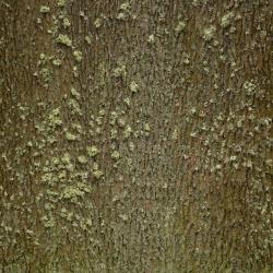 trunk textures - Texturelib