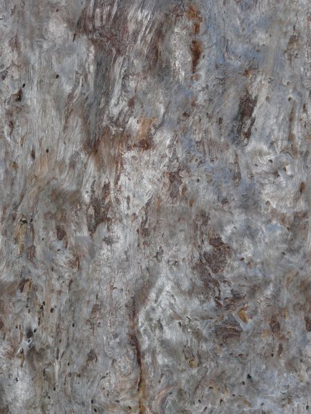 trunk texture 0031 - Texturelib
