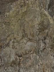 trunk textures - Texturelib