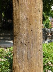 trunk textures - Texturelib