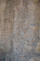 trunk textures - Texturelib