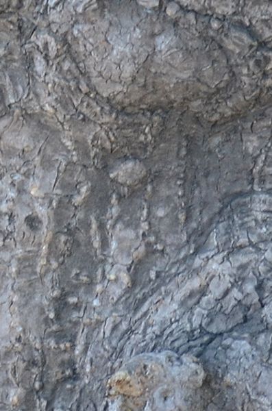 trunk texture 0053 - Texturelib