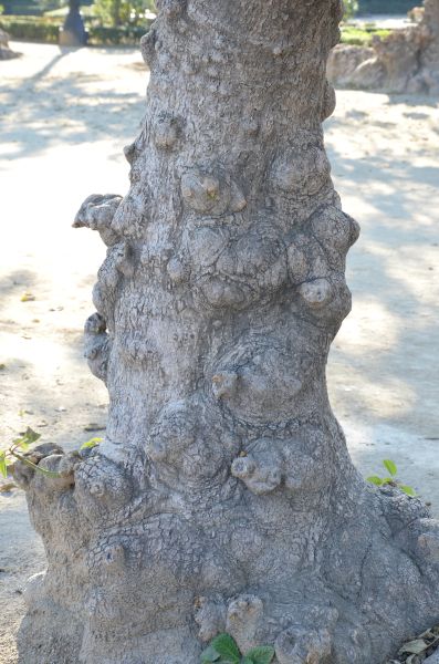 trunk texture 0053 - Texturelib