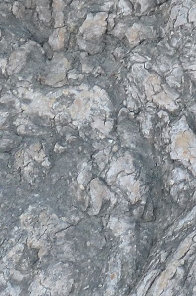 trunk texture 0053 - Texturelib