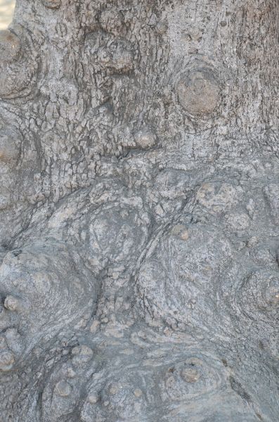 trunk texture 0053 - Texturelib