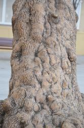 trunk textures - Texturelib