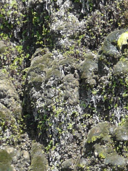 cliff texture 0072 - Texturelib