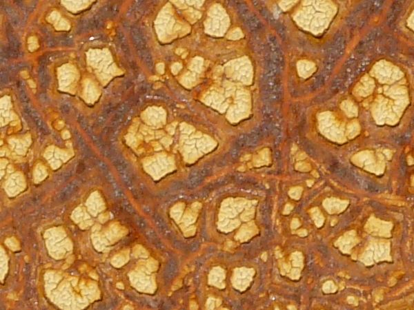 rusted metal texture 0058 - Texturelib