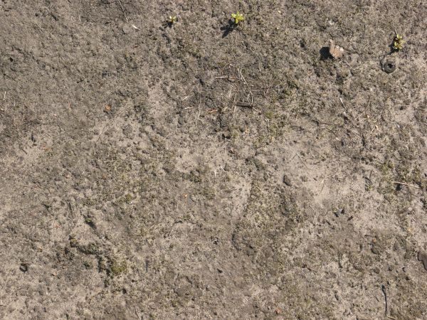 tan ground texture 0069 - Texturelib