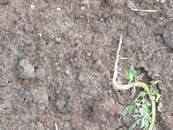 reddish-grey ground texture 0076 - Texturelib