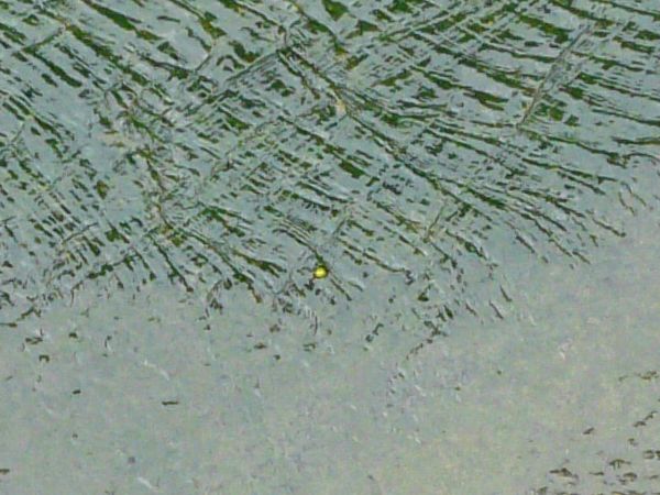 water edge texture 0039 - Texturelib