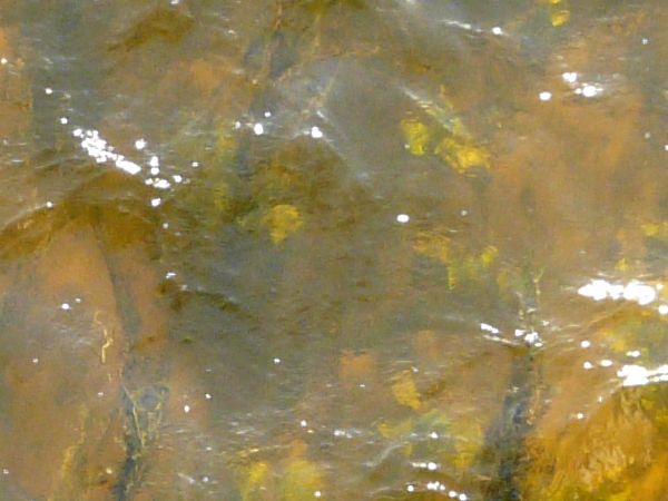 shallow murky water 0004 - Texturelib