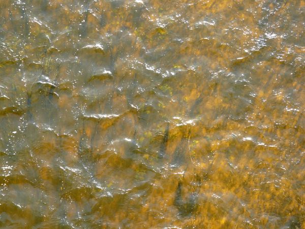 shallow murky water 0004 - Texturelib