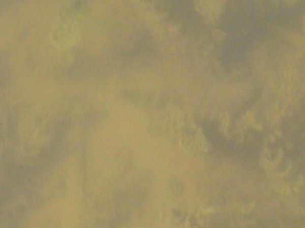 undisturbed water texture 0041 - Texturelib