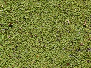 water textures - Texturelib