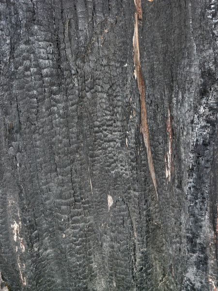 burnt wood texture 0005 - Texturelib