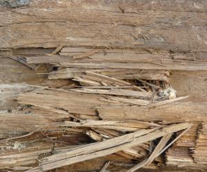 wood textures - Texturelib