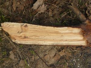 damaged wood textures - Texturelib